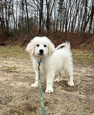 Southbury, CT - Great Pyrenees. Meet Apollo ~ meet me! a Pet for ...