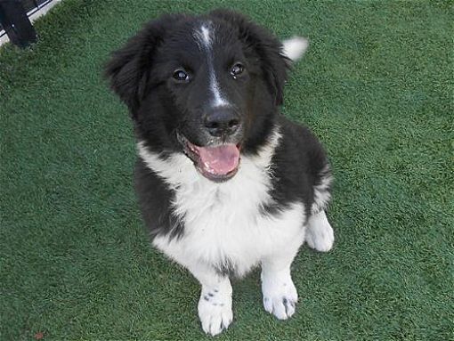 Tustin, CA - Newfoundland. Meet SAMSON a Pet for Adoption - AdoptaPet.com