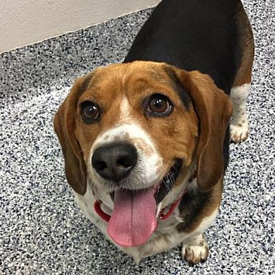 Great Falls, MT - Beagle/Basset Hound. Meet Tigger a Pet for Adoption ...