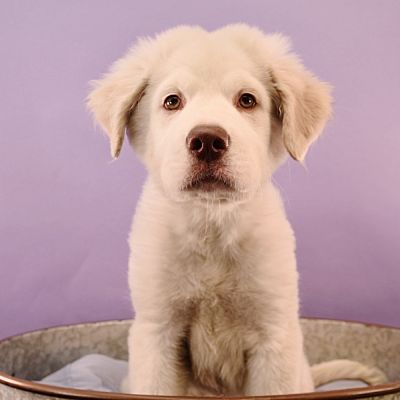 Sheridan, CO - Golden Retriever/Great Pyrenees. Meet Mr. Ed a Pet for ...
