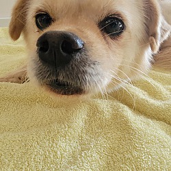 Markham / York Region, ON - Jindo. Meet Toby a Pet for Adoption ...
