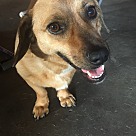 Corgi Puppies - Corgi Rescue and Adoption Near You