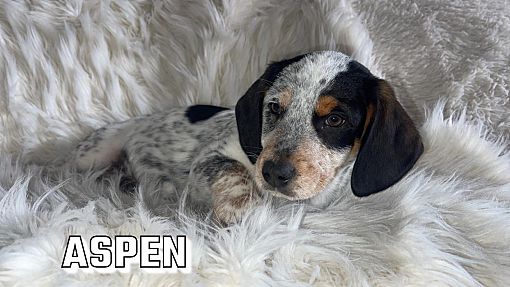 Waterbury, CT - Basset Hound. Meet Aspen a Pet for Adoption - AdoptaPet.com