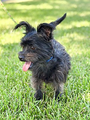 New York, NY - Cairn Terrier/Yorkie, Yorkshire Terrier. Meet Twig a Pet ...