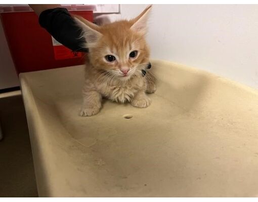 Corona, CA - Domestic Mediumhair. Meet A151026 a Pet for Adoption ...