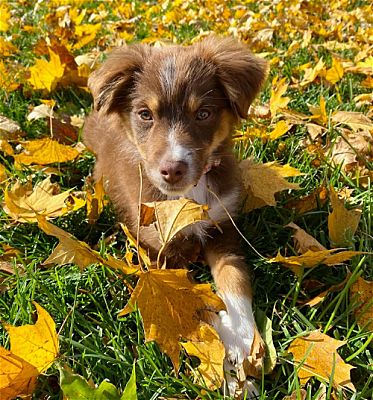 Brooklyn Center, MN - Australian Shepherd. Meet Joplin a Pet for ...
