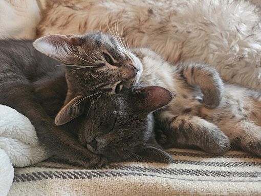 Totowa, NJ - Domestic Shorthair. Meet Ashley and Mavis a Pet for ...