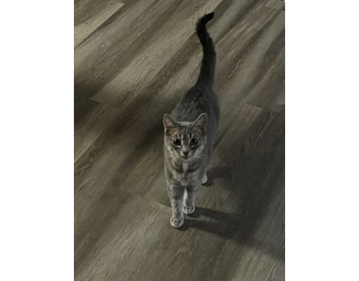 Kennesaw, GA - Tabby. Meet Lilly a Pet for Adoption - AdoptaPet.com