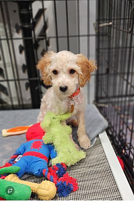 West Milford, NJ - Miniature Poodle/Goldendoodle. Meet Kevin a Pet for ...
