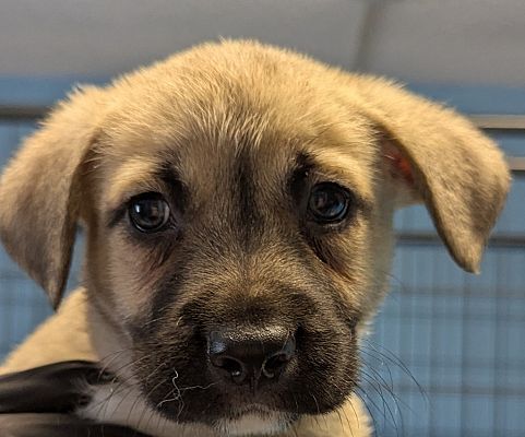 St Augustine, FL - Mixed Breed (Medium). Meet Apollo a Pet for Adoption ...