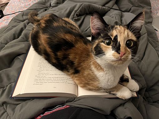 Phoenix, AZ - Calico. Meet Flower a Pet for Adoption - AdoptaPet.com