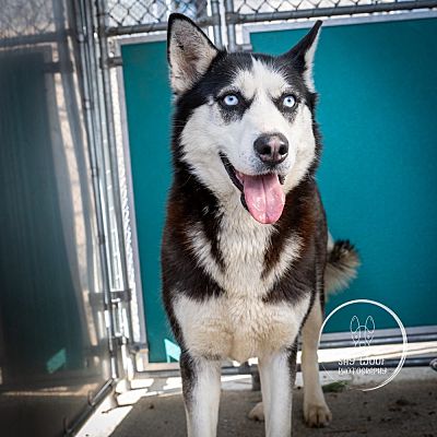 Brewster, NY - Siberian Husky. Meet Charlotte a Pet for Adoption ...
