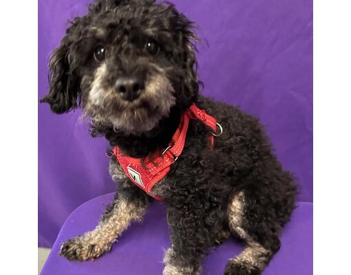 North Myrtle Beach, SC - Poodle (Miniature). Meet Colt a Pet for ...