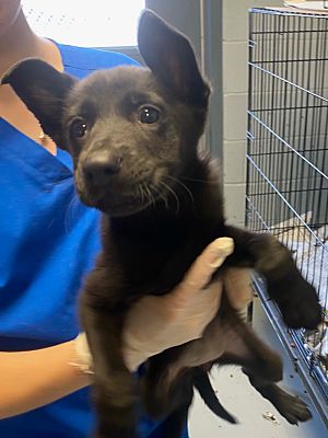 Greenwood, MS - Labrador Retriever. Meet Butterball a Pet for Adoption ...