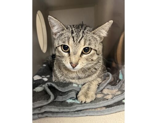 Durango, CO - Domestic Shorthair/Mixed Breed (Medium). Meet July-feral ...