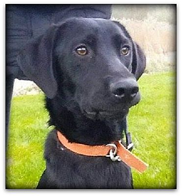 Toronto, ON - Labrador Retriever. Meet Filos a Pet for Adoption ...