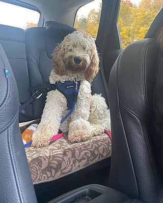 COLUMBUS, OH - Cockapoo. Meet Bertie a Pet for Adoption - AdoptaPet.com