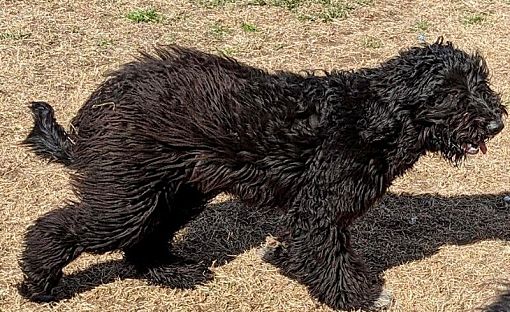Windsor, CO - Poodle (Standard). Meet Bear a Pet for Adoption ...