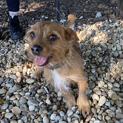 Merriam, KS - Cairn Terrier/Chihuahua. Meet Roley Poley a Pet for ...