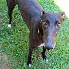 Greyhound Puppies - Greyhound Rescue and Adoption Near You