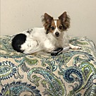 Papillon Puppies - Papillon Rescue and Adoption Near You