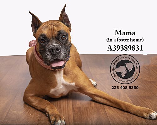 Baton Rouge, LA - Boxer. Meet Moma (In a Foster Home) a Pet for ...
