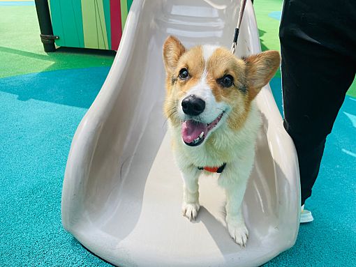 Los Angeles, CA - Welsh Corgi. Meet Kelly a Pet for Adoption ...