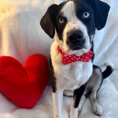 Washington, PA - Mixed Breed (Medium). Meet Bubby a Pet for Adoption ...