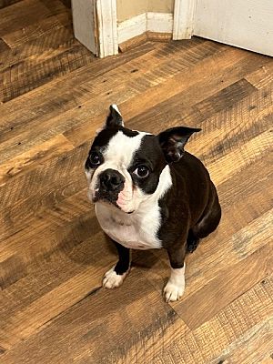 Canton, GA - Boston Terrier. Meet Frank a Pet for Adoption - AdoptaPet.com