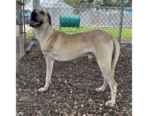 Corpus Christi, TX - Black Mouth Cur/Mixed Breed (Medium). Meet ...