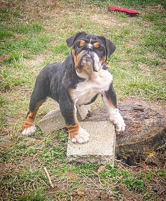 Columbus, OH - English Bulldog. Meet Ming a Pet for Adoption ...