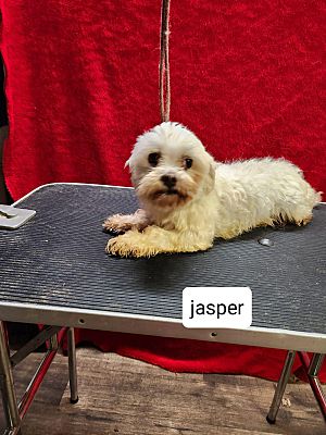 Homer Glen, IL - Maltese. Meet Jasper: Needs Sponsors! a Pet for ...