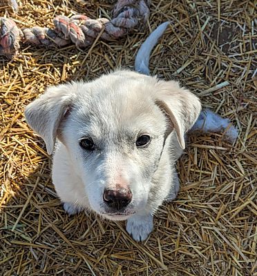 Bellevile, NJ - Great Pyrenees/Anatolian Shepherd. Meet Peppermint ...