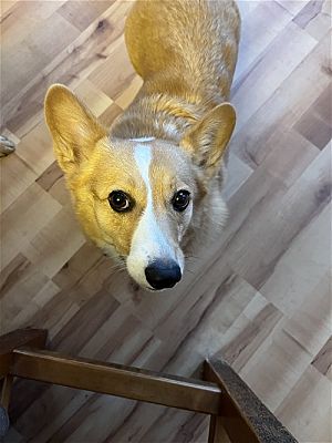 Denver, CO - Corgi. Meet Carol a Pet for Adoption - AdoptaPet.com