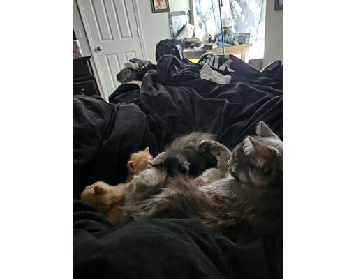 Independence, MO - Domestic Mediumhair. Meet Anchovy a Pet for Adoption ...