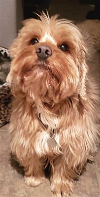 San Antonio, TX - Cocker Spaniel/Lhasa Apso. Meet Kris a Pet for ...