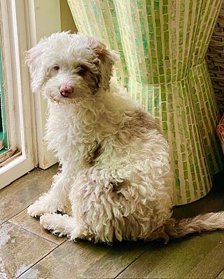 Hayward, CA - Labradoodle. Meet Snowy a Pet for Adoption - AdoptaPet.com
