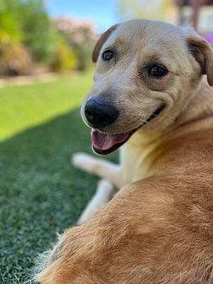 las vegas, NV - Labrador Retriever/Spitz (Unknown Type, Medium). Meet ...