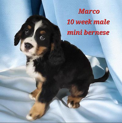 Marengo, IL - Bernese Mountain Dog/Cavalier King Charles Spaniel. Meet ...