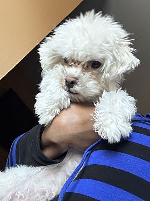 Temple Hills, MD - Shih Poo/Shih Tzu. Meet Adora Rose a Pet for ...