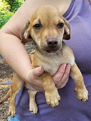 Chiefland, FL - Chiweenie. Meet Kiefer a Pet for Adoption - AdoptaPet.com