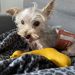 Beverly Hills, MI - Yorkie, Yorkshire Terrier. Meet Max a Pet for ...