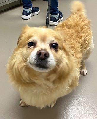 Roanoke, VA - Pomeranian. Meet Fritz a Pet for Adoption - AdoptaPet.com