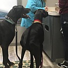 Great Dane Puppies - Great Dane Rescue and Adoption Near You