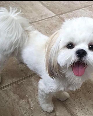 San Diego, CA - Lhasa Apso. Meet Bailey and Sasha a Pet for Adoption ...