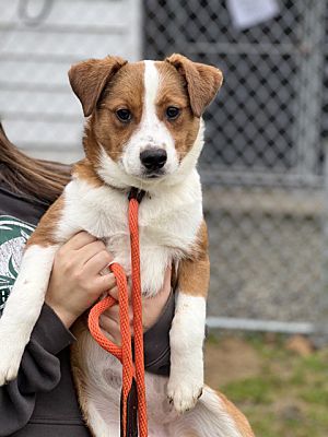 Sparta, NJ - Australian Shepherd/Beagle. Meet Sabrina a Pet for ...