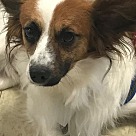Papillon Puppies - Papillon Rescue and Adoption Near You
