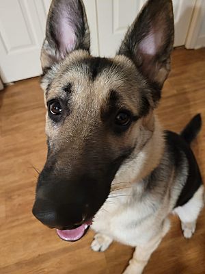 Genoa, IL - German Shepherd Dog/Husky. Meet Apollo a Pet for Adoption ...