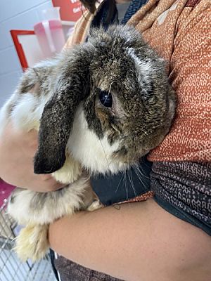 Topeka, KS - Mini Lop. Meet Nibbles a Pet for Adoption - AdoptaPet.com