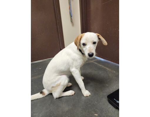 Springfield, MO - Australian Cattle Dog/Mixed Breed (Medium). Meet Nora ...